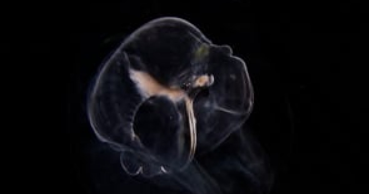 Nicholas Luscombe unit banner loop | Okinawa Institute of Science and ...