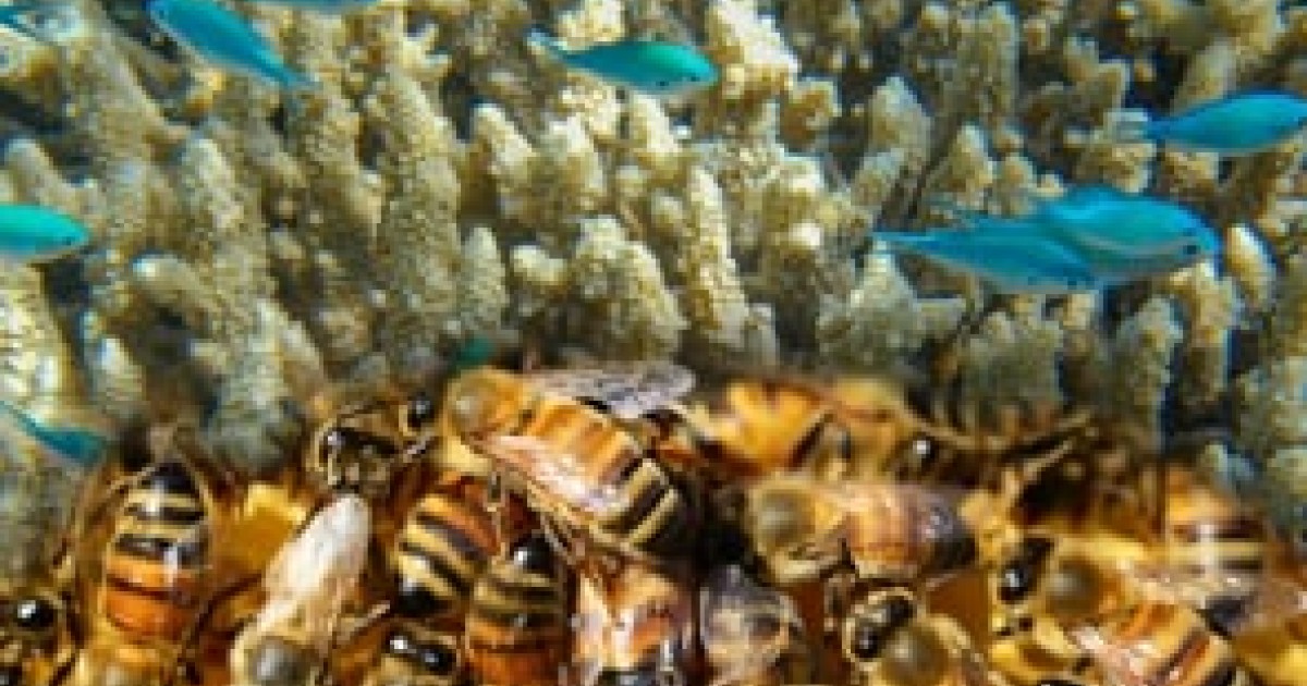 Bees Save Coral | Okinawa Institute of Science and Technology OIST