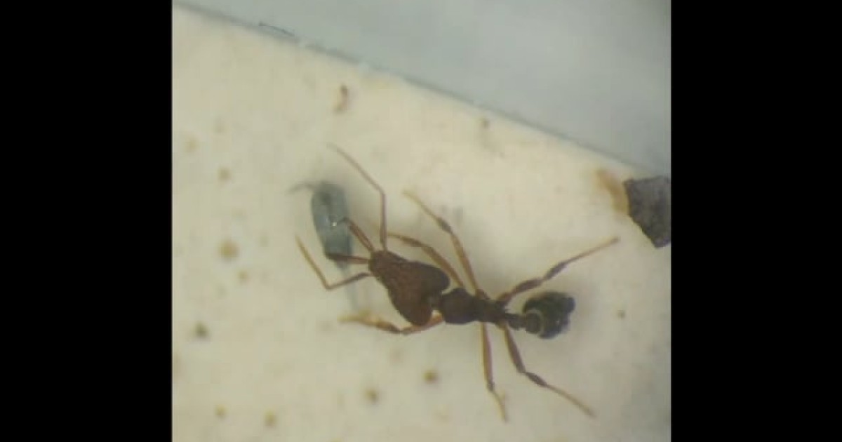 A trap-jaw ant catches a springtail | Okinawa Institute of Science and ...