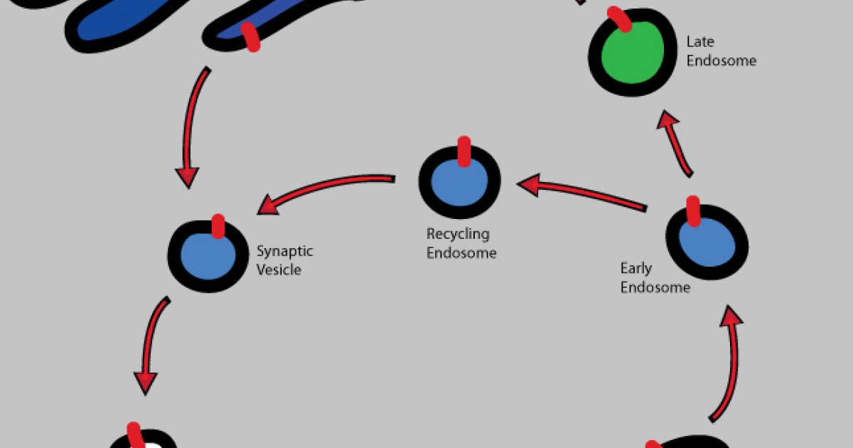 Scheme_exo-endo_v2.jpg | 沖縄科学技術大学院大学（OIST）