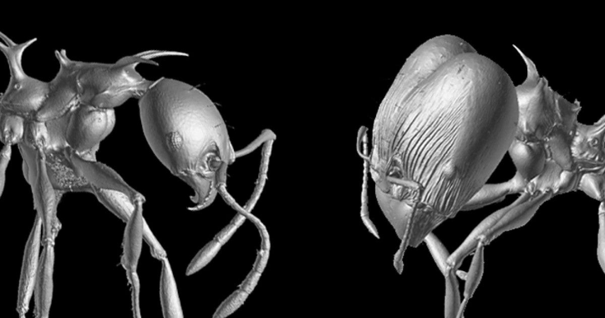 New ‘Game of Thrones’ Ants | Okinawa Institute of Science and ...