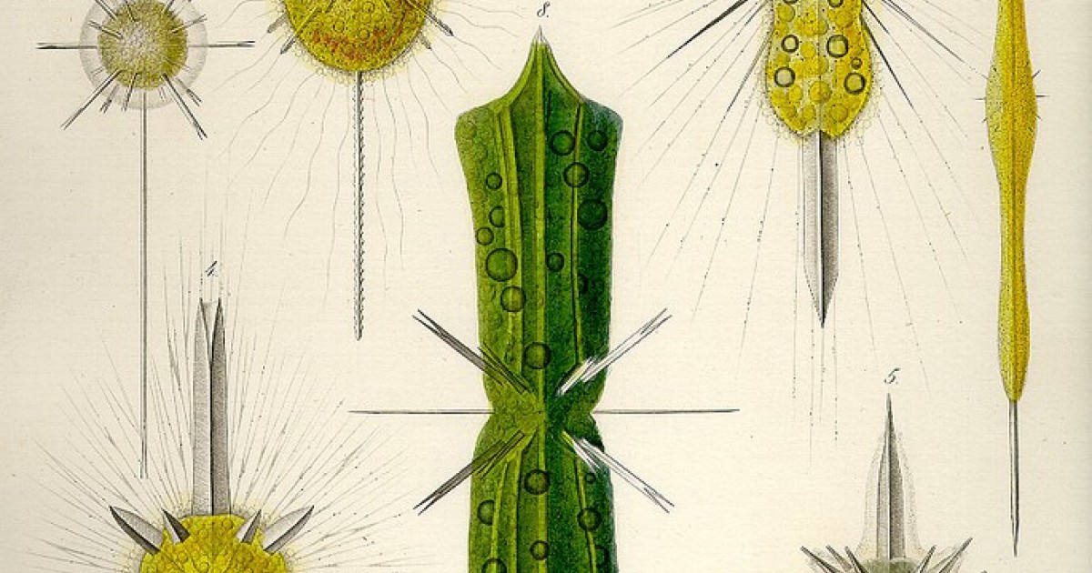 Plankton Plant Drawing