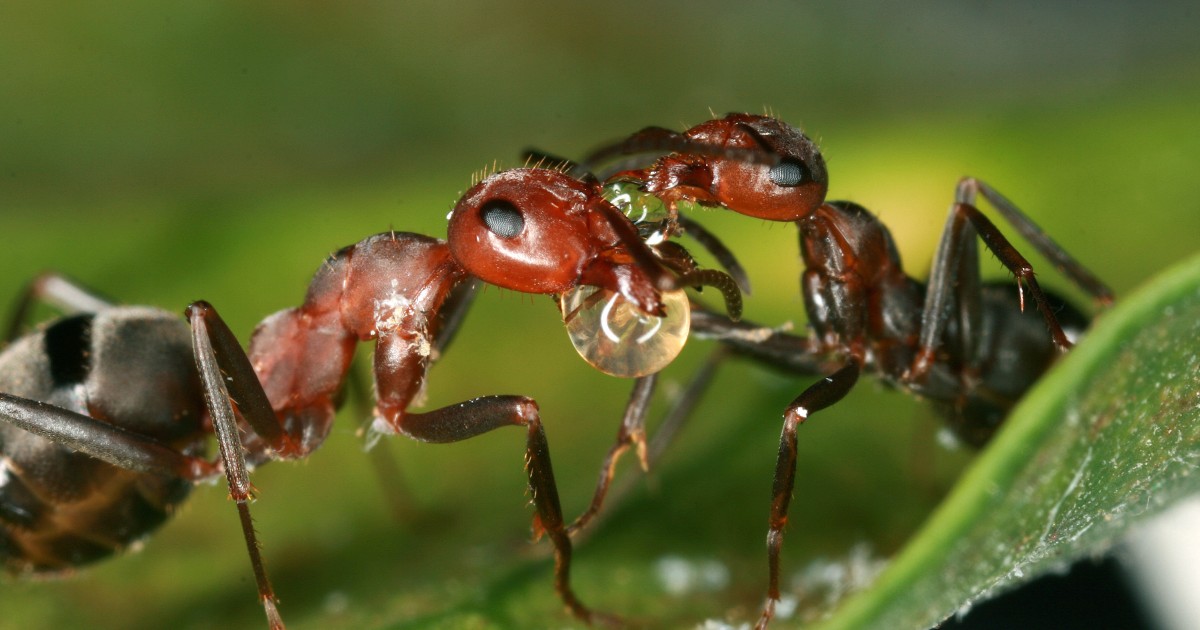 Macro photography of two ants | Okinawa Institute of Science and ...