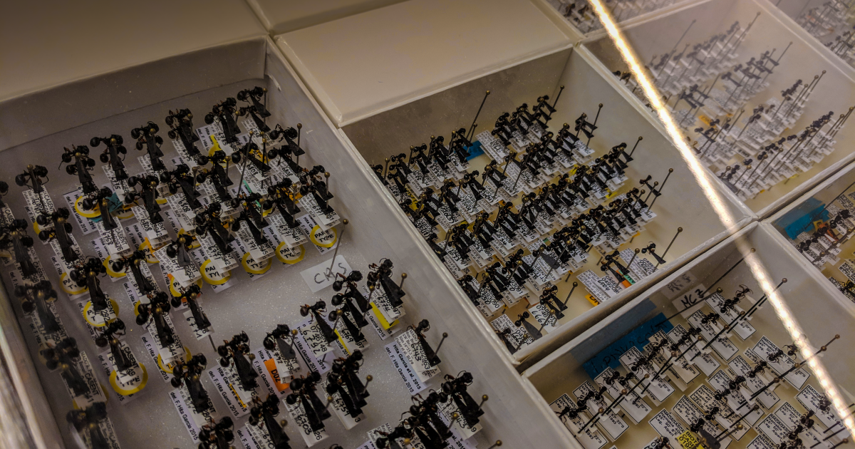 Ant Specimen Collection | Okinawa Institute of Science and Technology OIST