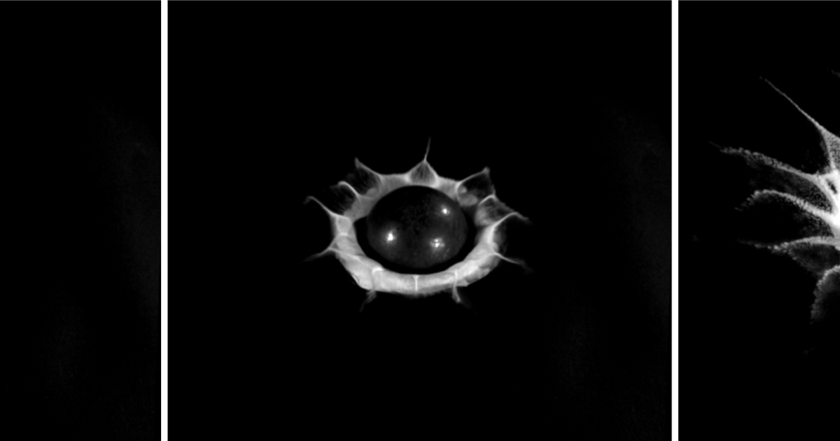 Ball-drop experiment on hexagonal pattern | Okinawa Institute of ...