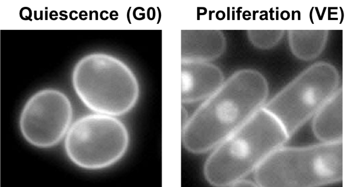 Fission yeast cells as seen under a microscope | Okinawa Institute of ...