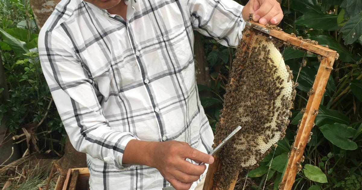 Expert beekeeper Takashi Ikemiya | Okinawa Institute of Science and ...