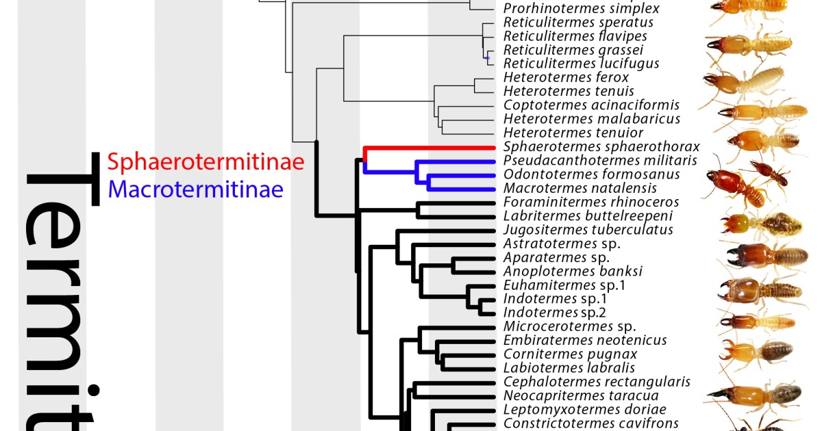 Termite phylogeny | Okinawa Institute of Science and Technology OIST