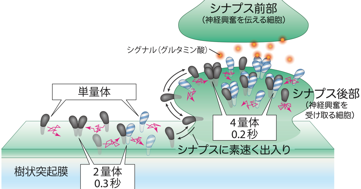 Diagram of AMPA Receptors in the Synapse | Okinawa Institute of Science ...