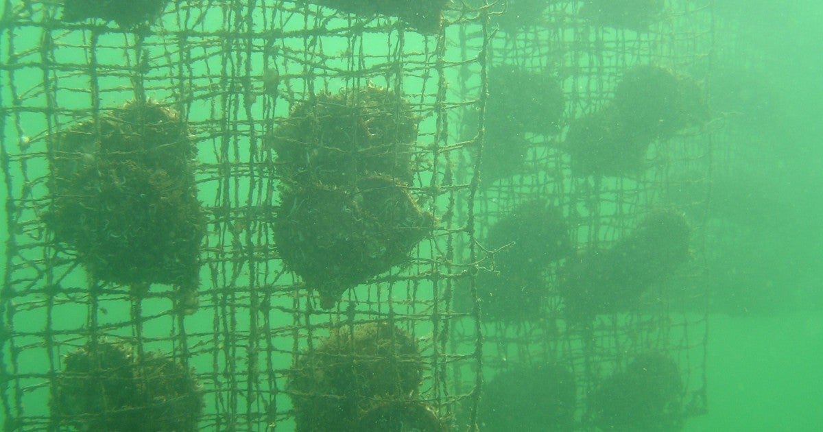 Cultured pearl oysters | Okinawa Institute of Science and Technology OIST