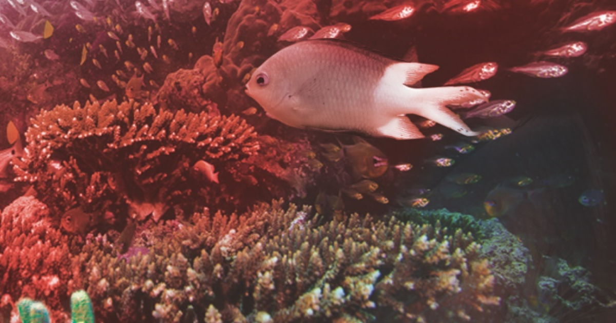 A spiny chromis damselfish | Okinawa Institute of Science and ...