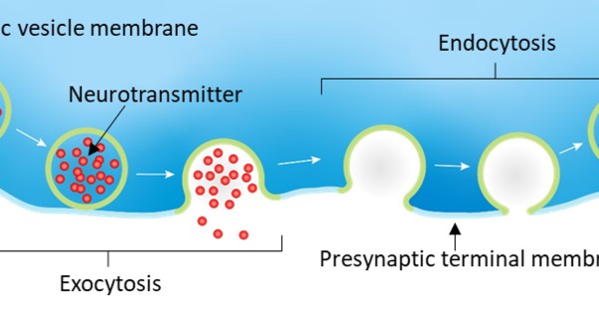 Exocytosis And Endocytosis