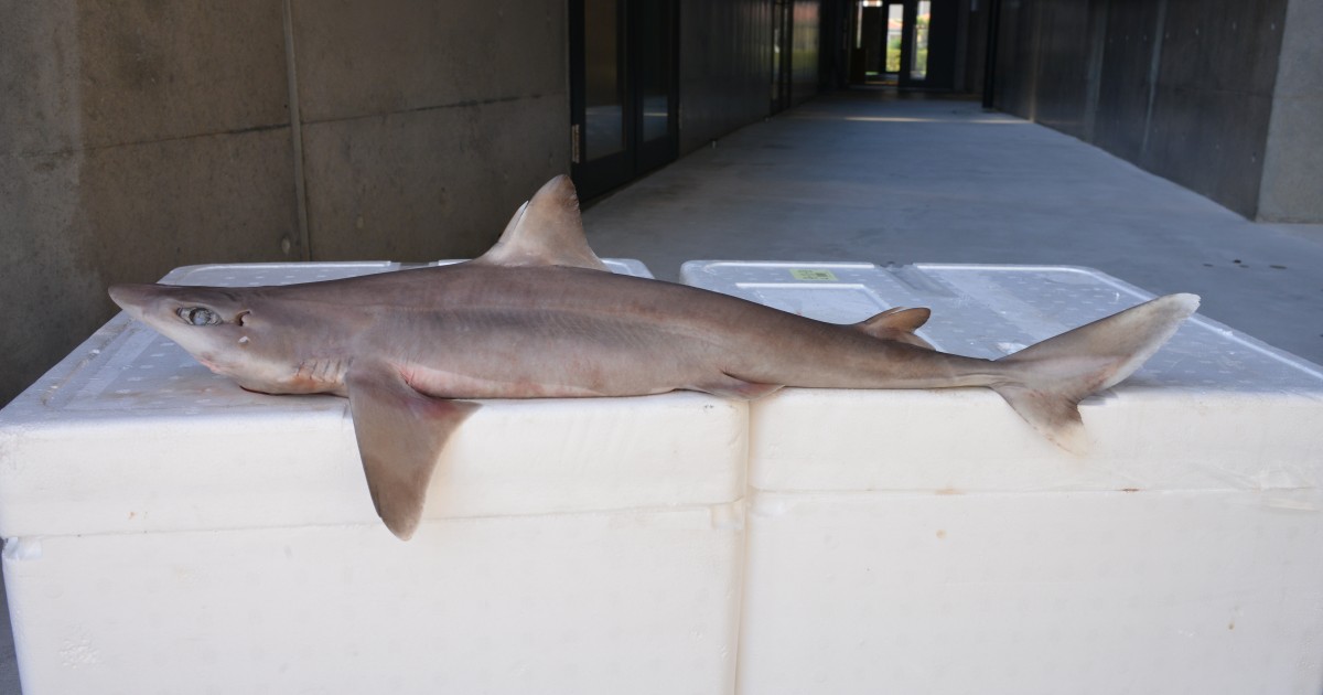 Spurdog specimen at OIST Marine Science Station | Okinawa Institute of ...