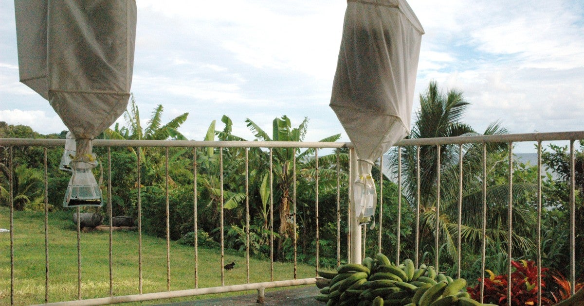 Collecting ants in Fiji | Okinawa Institute of Science and Technology OIST