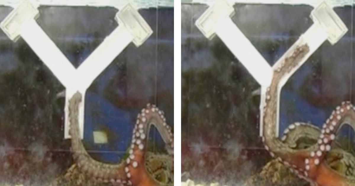 Right or left: an octopus directs its arm straight to the food ...