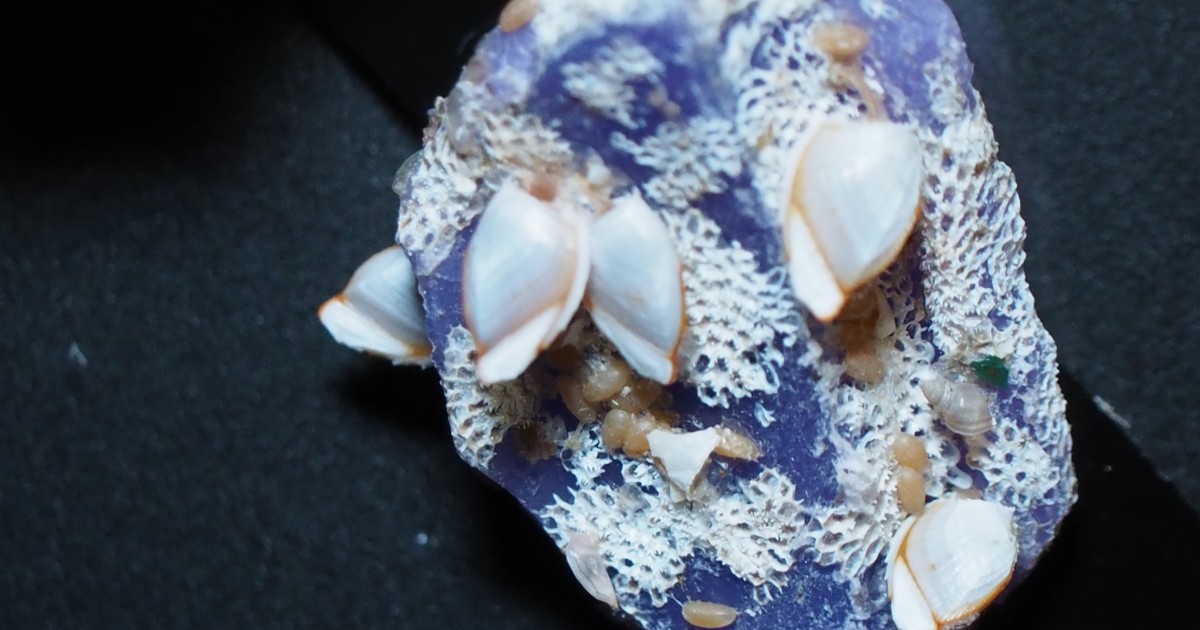 Plastic and shells | Okinawa Institute of Science and Technology OIST