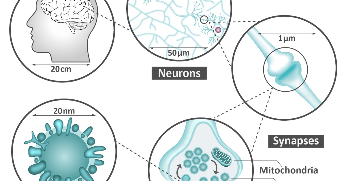 Neurons, synapses and proteins | Okinawa Institute of Science and ...