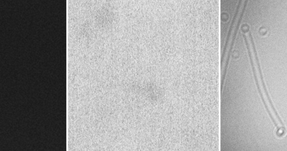 SEM and STEM mode versus electron holographic imaging mode | Okinawa ...