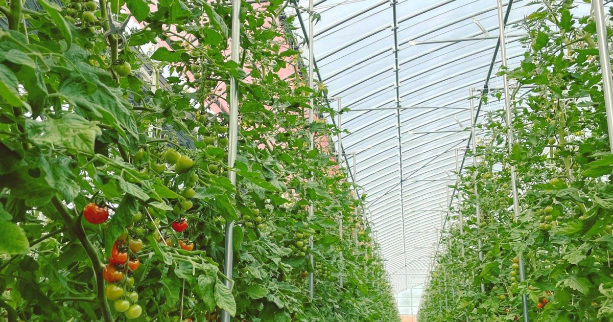 Greenhouses with application of membrane technology | Okinawa Institute ...