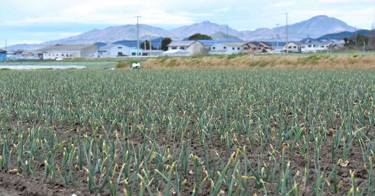 Open field cultivation with application of organic polymers | Okinawa ...