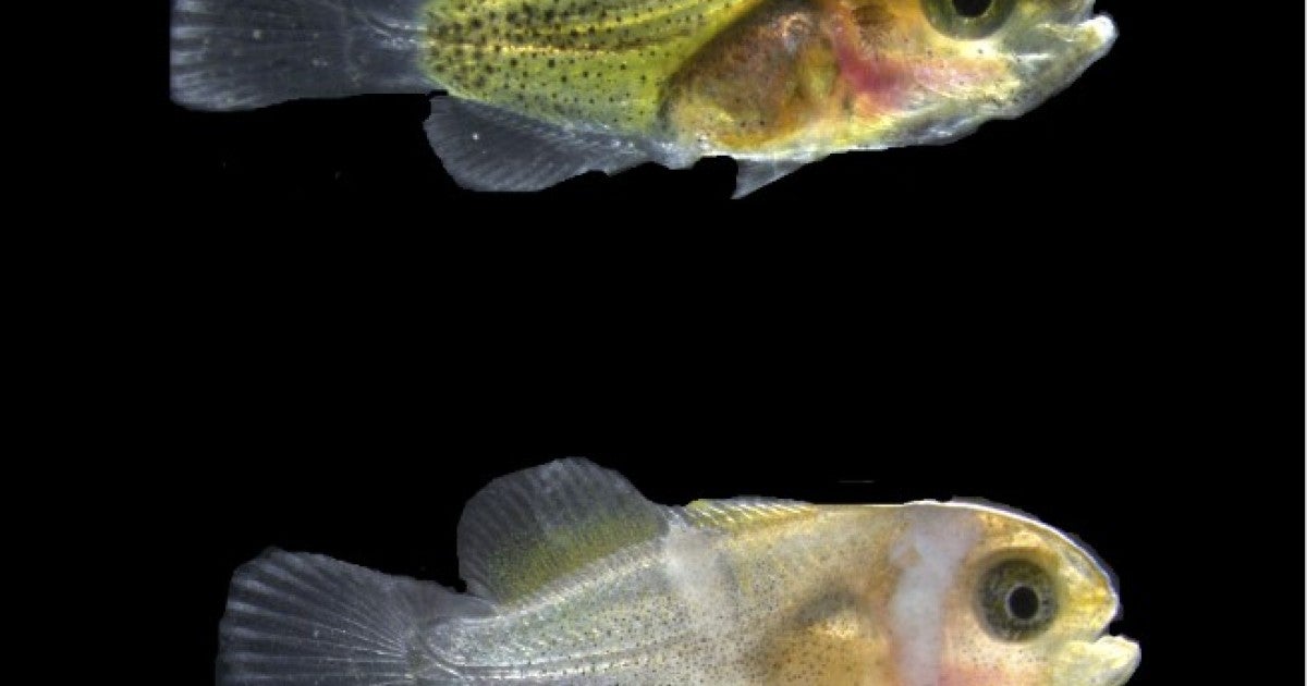 Thyroid hormones accelerate the development of white stripes in ...