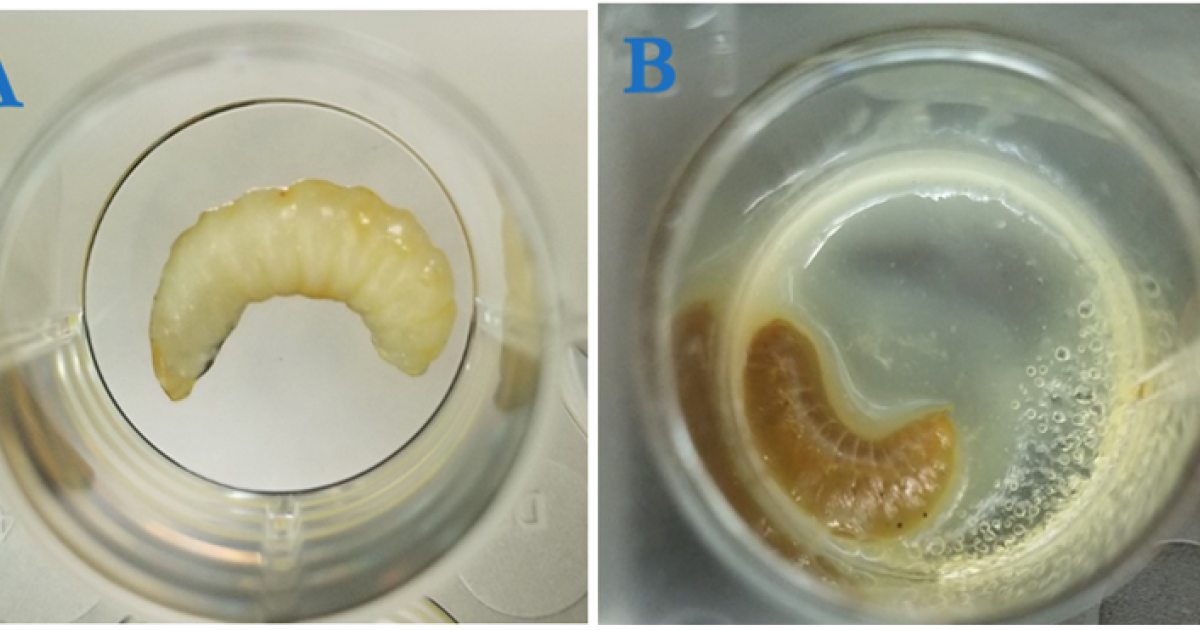 Honeybee larvae with American foulbrood disease | Okinawa Institute of ...