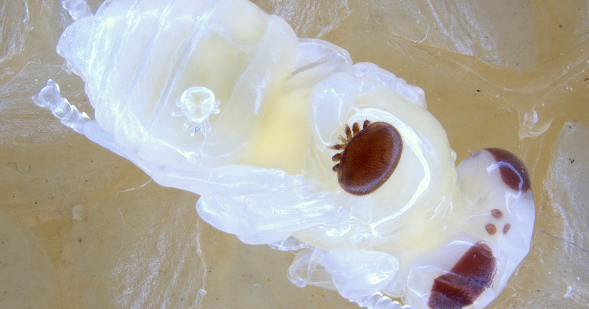 A honeybee larvae infested by Varroa mites | Okinawa Institute of ...