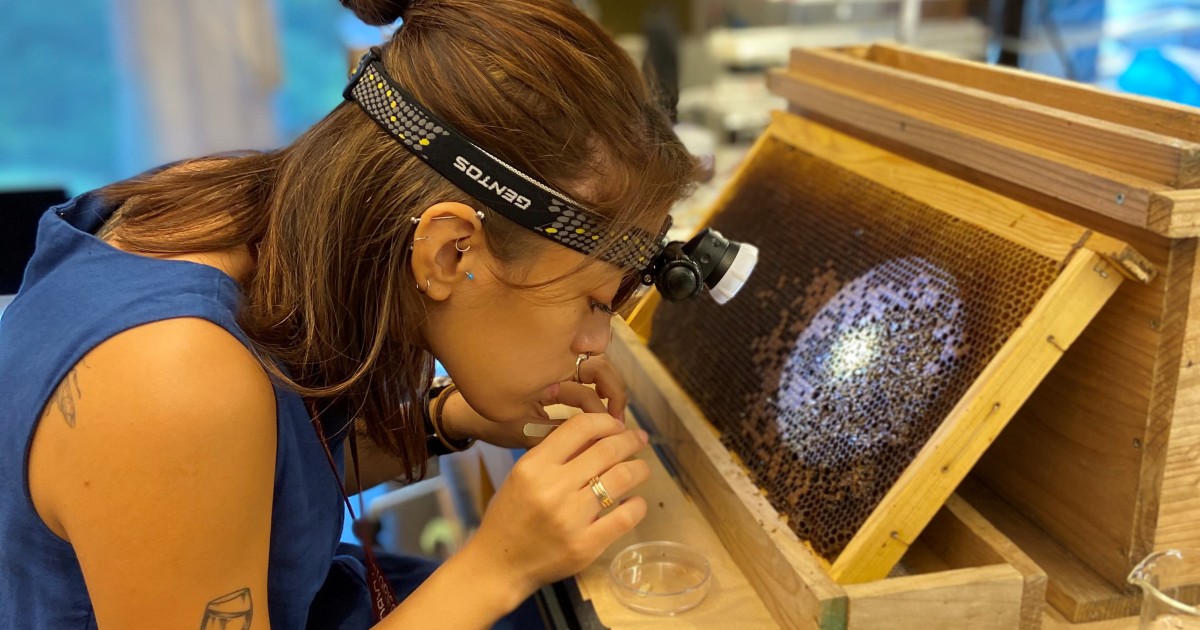 Nonno counting mites | Okinawa Institute of Science and Technology OIST