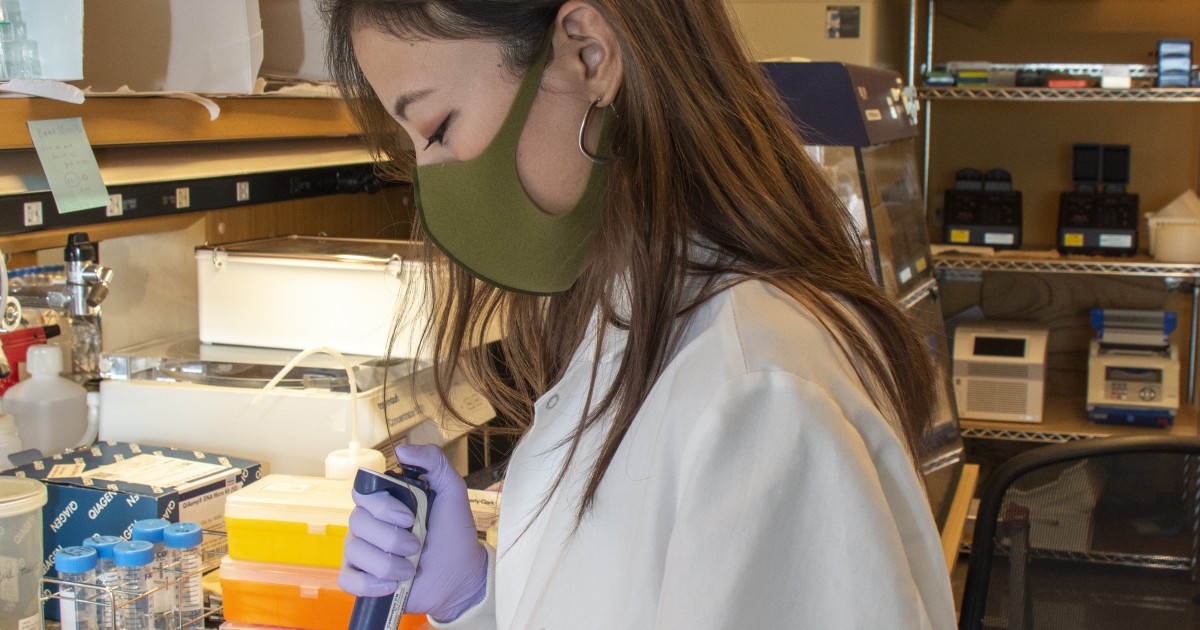 Nonno prepares sample of Varroa mite DNA and RNA | Okinawa Institute of Science and Technology OIST