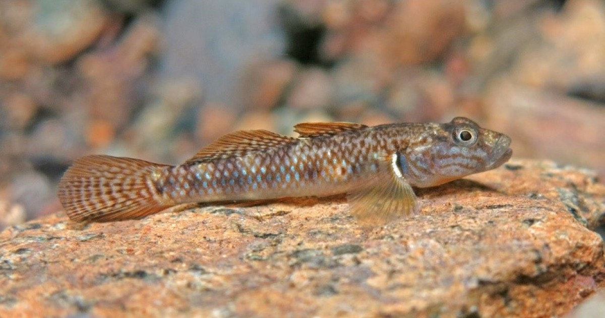 The new goby species, Rhinogobius estrellae | Okinawa Institute of ...