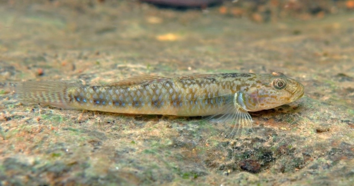 The new goby species, Rhinogobius tandikan | Okinawa Institute of ...