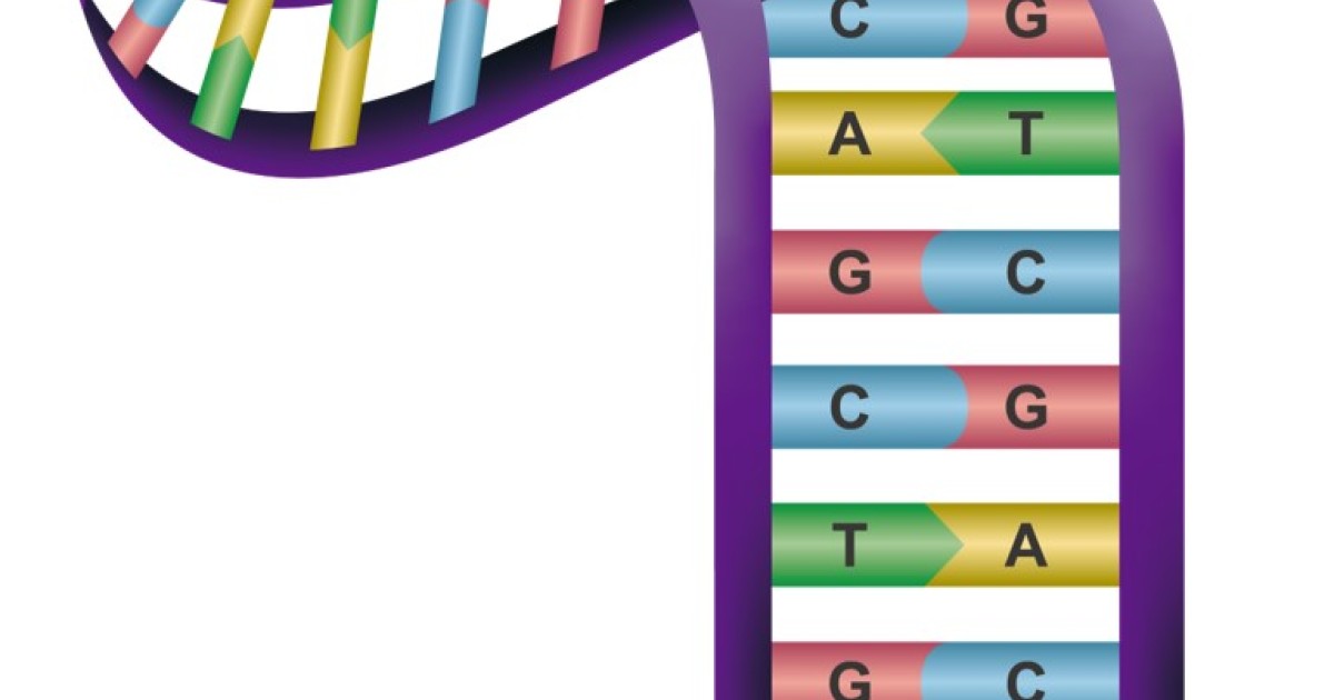 DNA二重らせん分子の塩基対形成 | 沖縄科学技術大学院大学（OIST）