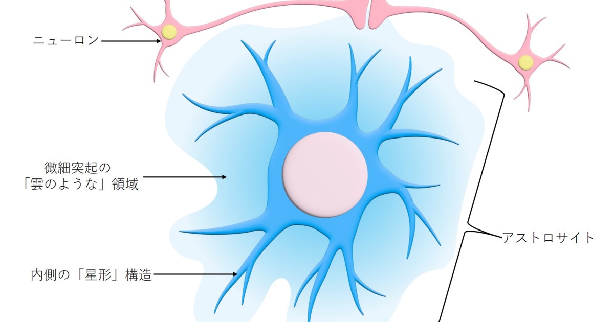 Astrocyte diagram | Okinawa Institute of Science and Technology OIST