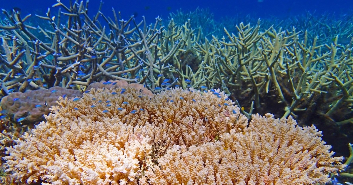 Underwater photo of the coral Acropora tenuis | Okinawa Institute of ...