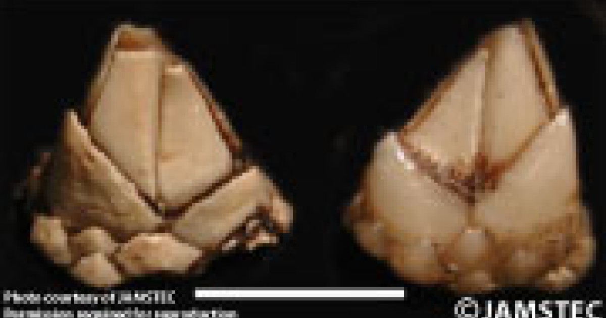 Barnacle Species | Okinawa Institute of Science and Technology OIST