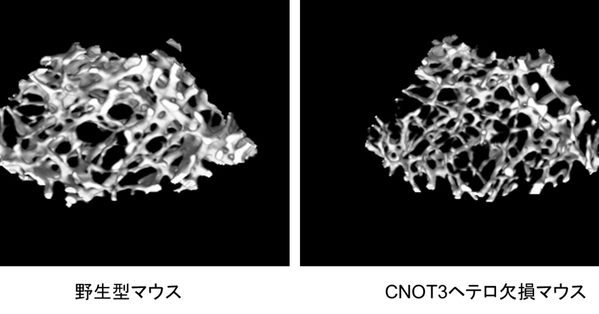 Three-dimensional micro-CT Images | Okinawa Institute of Science and ...