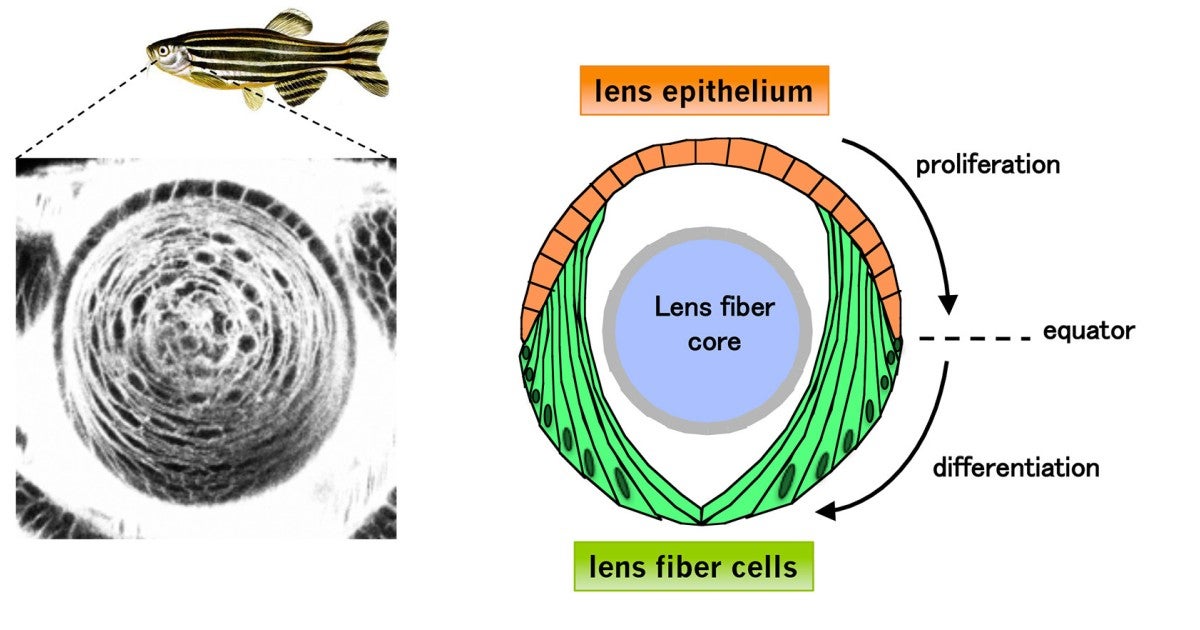 Zebrafish lens cross section | Okinawa Institute of Science and ...