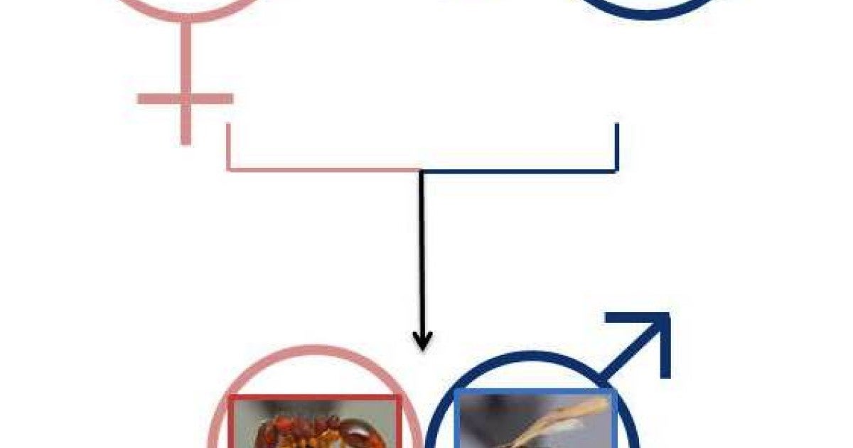 In ants, sterile males are produced when genetically related ants (like ...