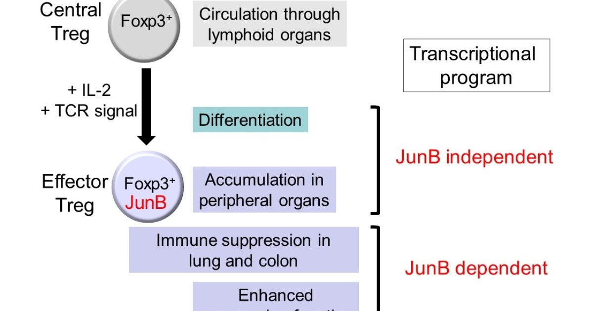 The Role of JunB Unveiled in Regulatory T Cells | Okinawa Institute of ...