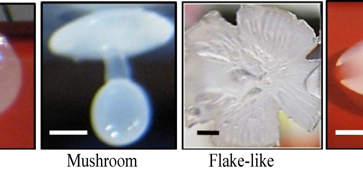 Four unique non-spherical shapes | Okinawa Institute of Science and ...