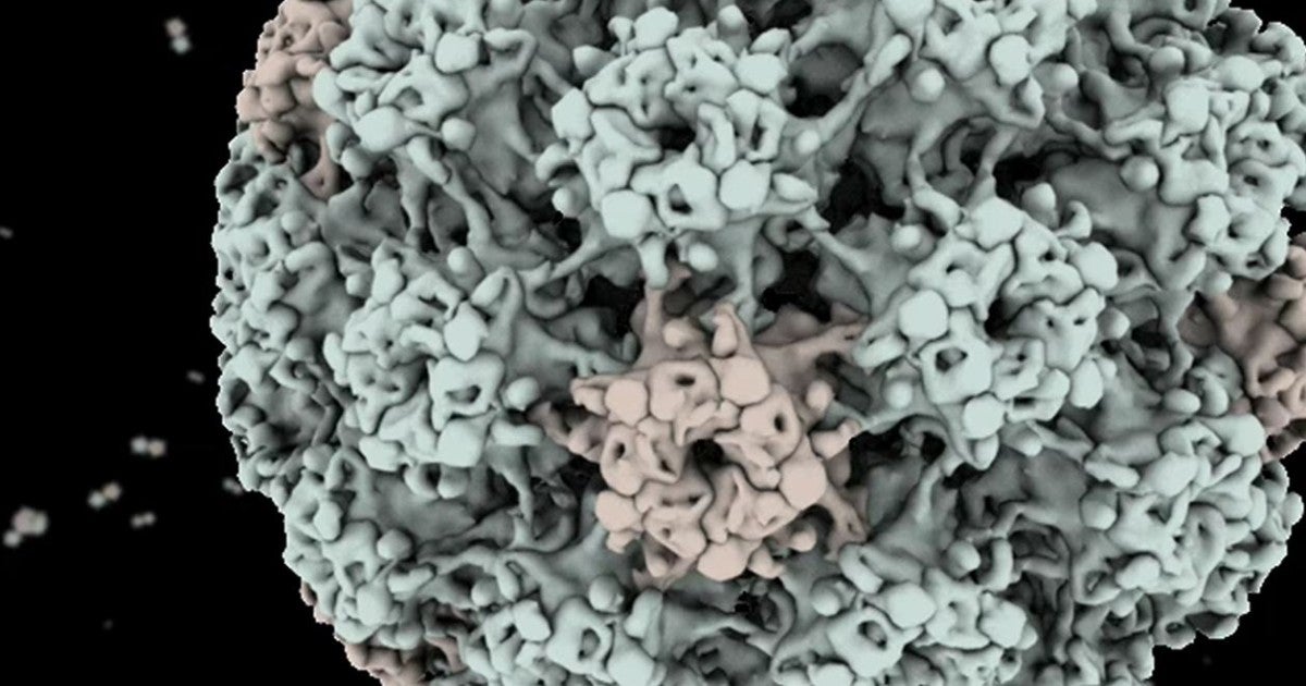 HPV virus coat structure | Okinawa Institute of Science and Technology OIST