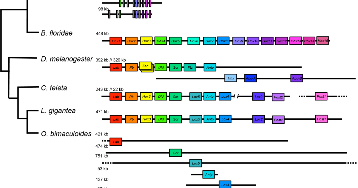 Distribution of Hox genes in chromosomes of different vertebrates and ...