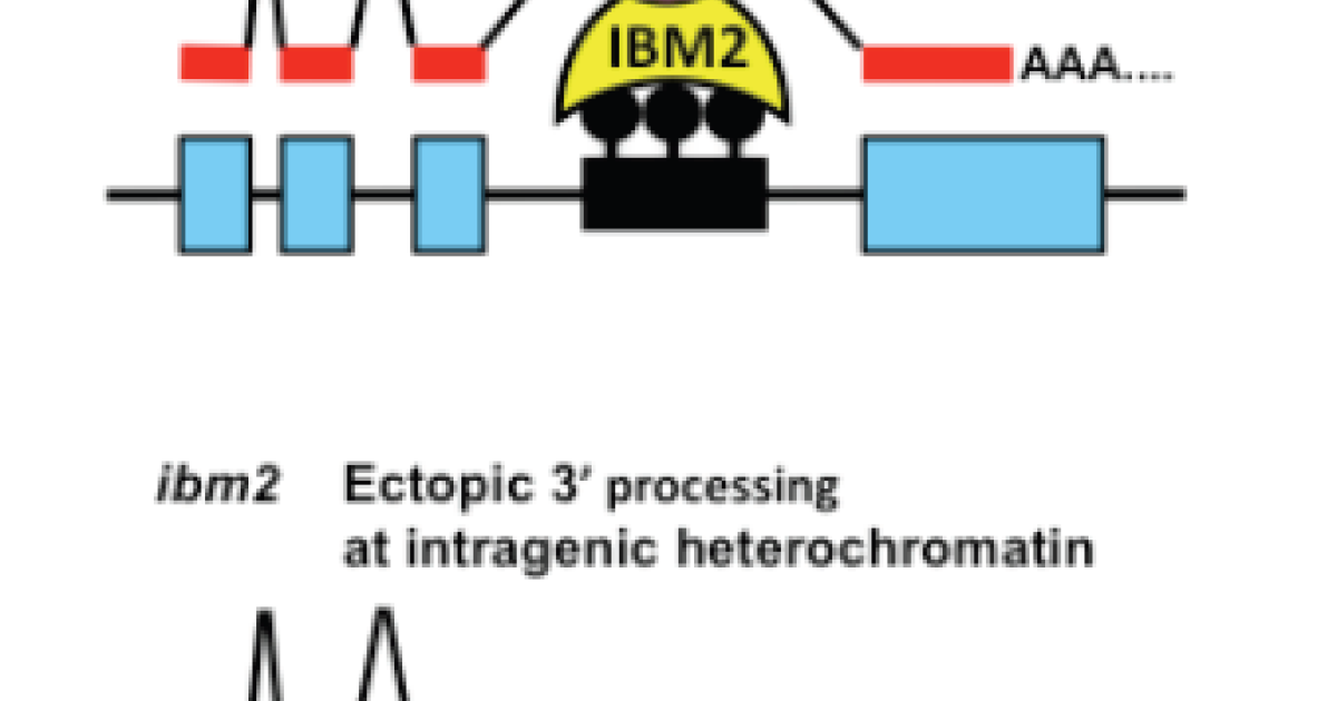 Model of IBM2 Function | Okinawa Institute of Science and Technology ...