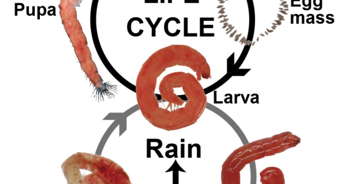 Midge Life Cycle | Okinawa Institute of Science and Technology OIST