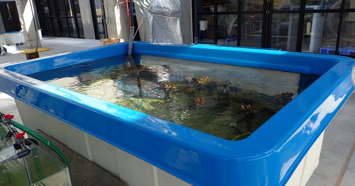 An outdoor tank containing seawater and coral species | Okinawa ...