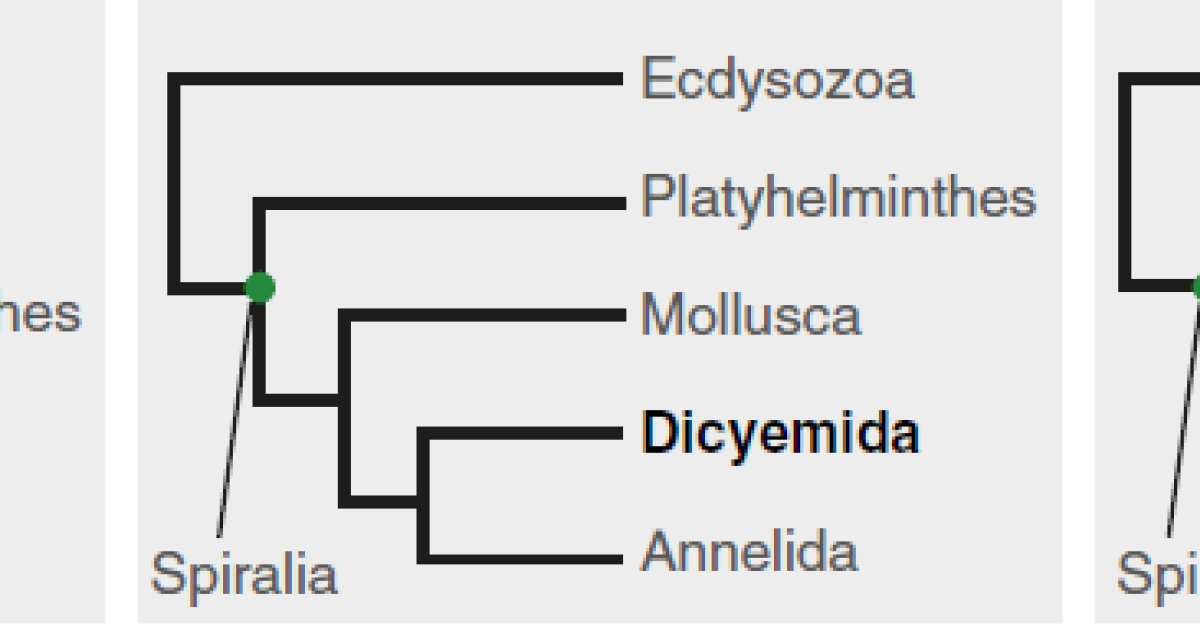 Various classifications of Dicyemida in previous studies | Okinawa ...