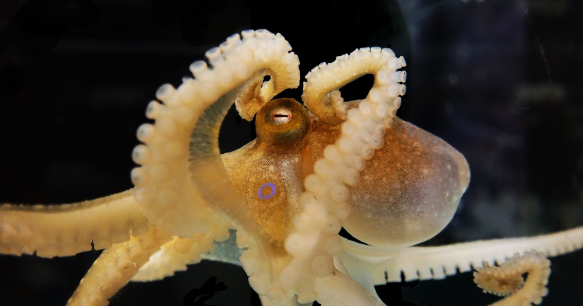 Octopus bimaculoides, also known as the Californian two-spot octopus (1 ...