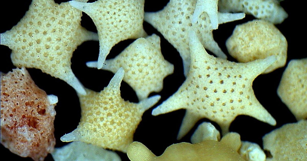 Star-shaped Foraminifera | Okinawa Institute of Science and Technology ...