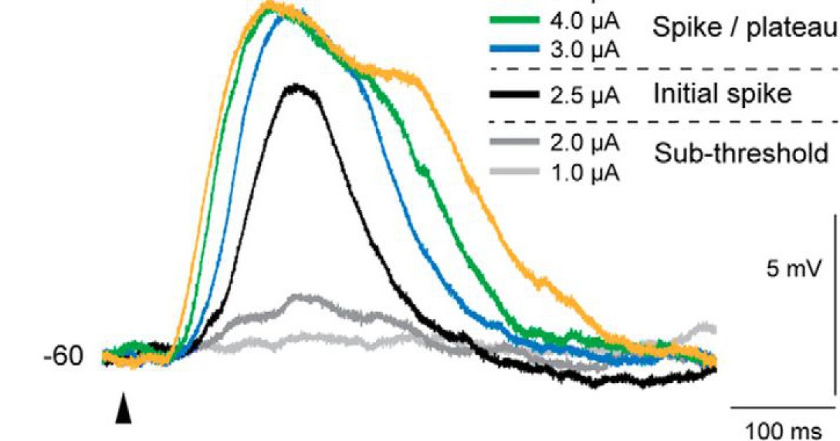 Stimulating a TC Neuron | Okinawa Institute of Science and Technology ...