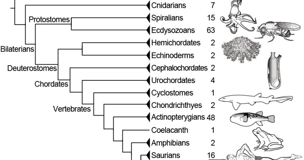 Species Genome Datasets Employed in ORTHOSCOPE | Okinawa Institute of ...